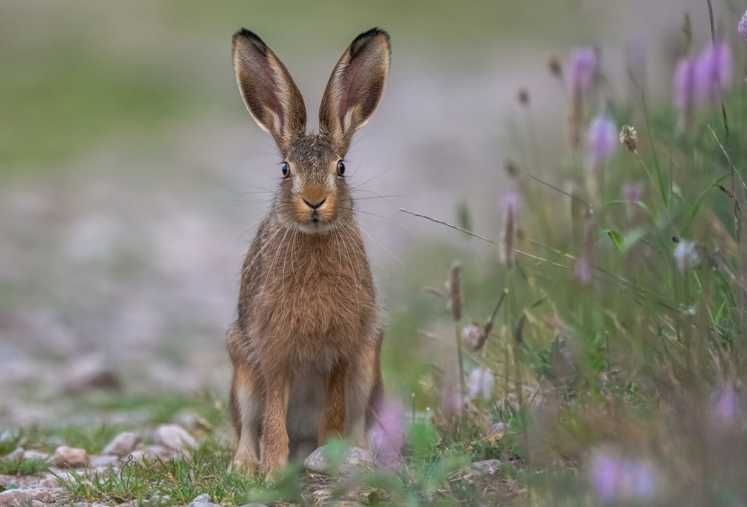 Alpes d'Or - History of the Easter Bunny